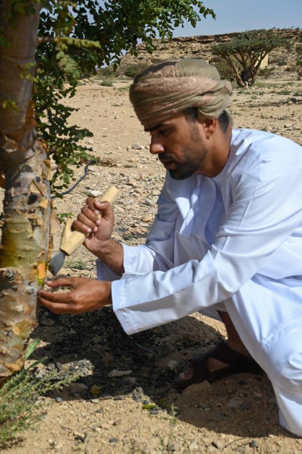 Une semaine dans le Dhofar : sur la route de l’encens