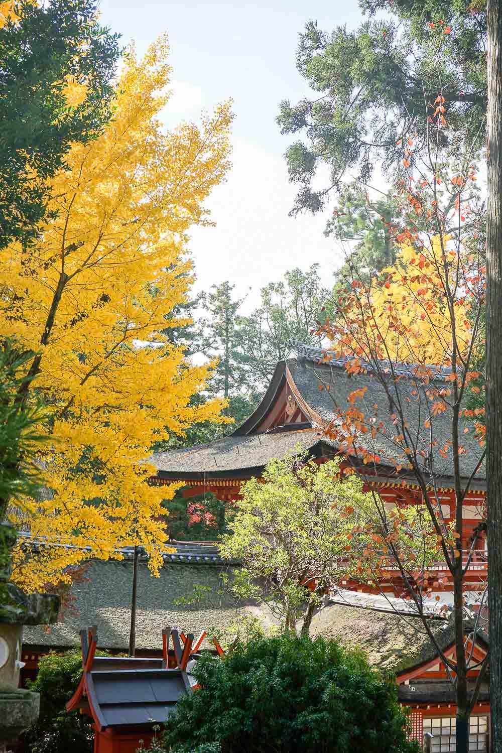 Visiter Nara et sa région, destination incontournable du Japon